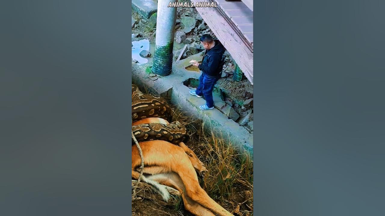 A large python was coiling around its prey and this person was trying ...