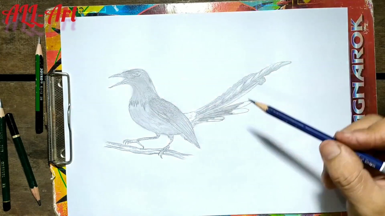 Menggambar burung kacer(burung murai) how to draw a bird - YouTube