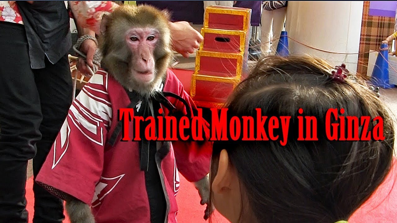Trained Monkey performing at Ginza, Tokyo Japan - YouTube