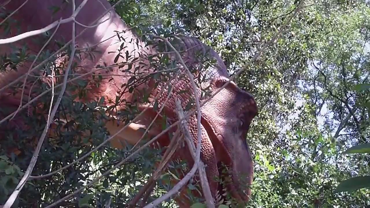 Free Stock Footage T Rex Low Angle - YouTube