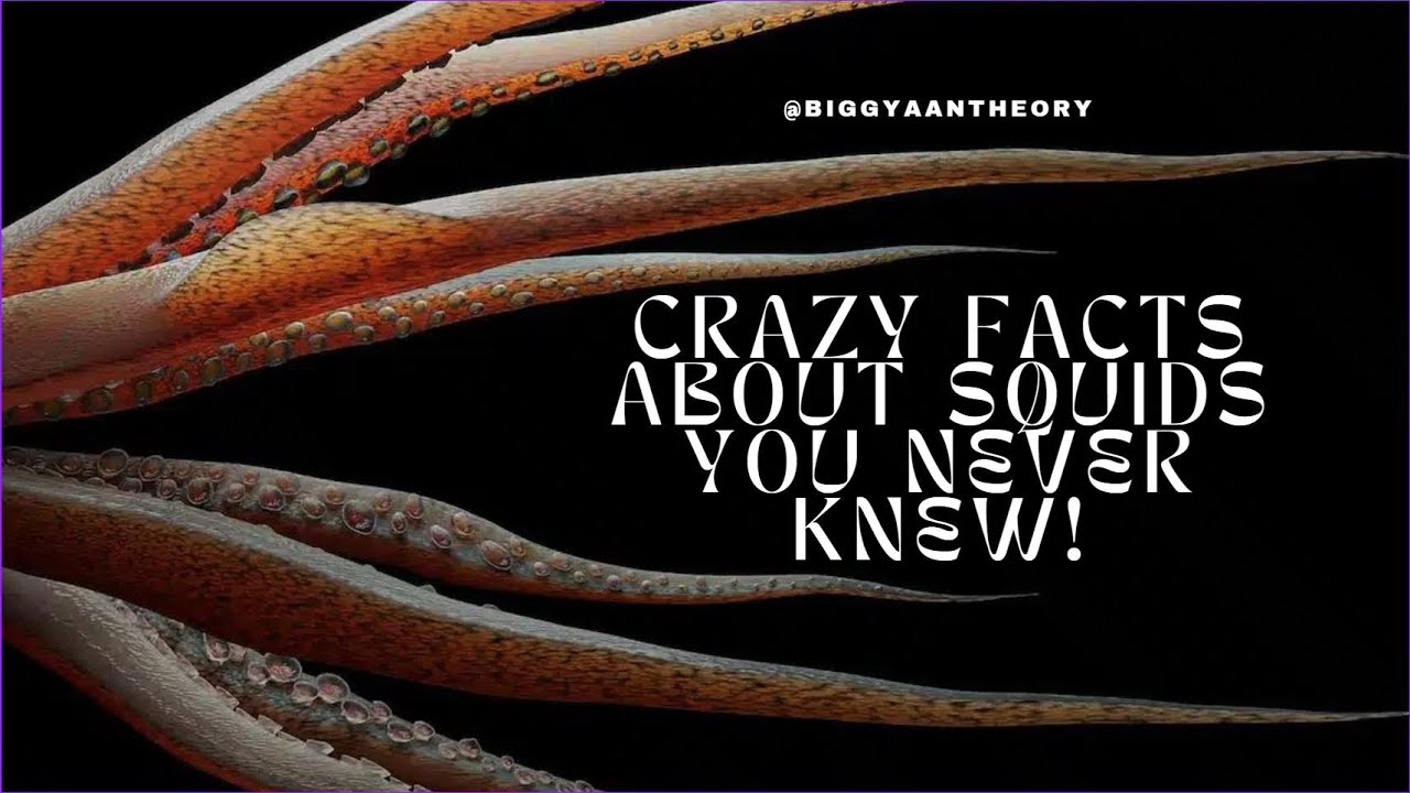 9 Crazy Facts About Squids You Never Knew! - YouTube