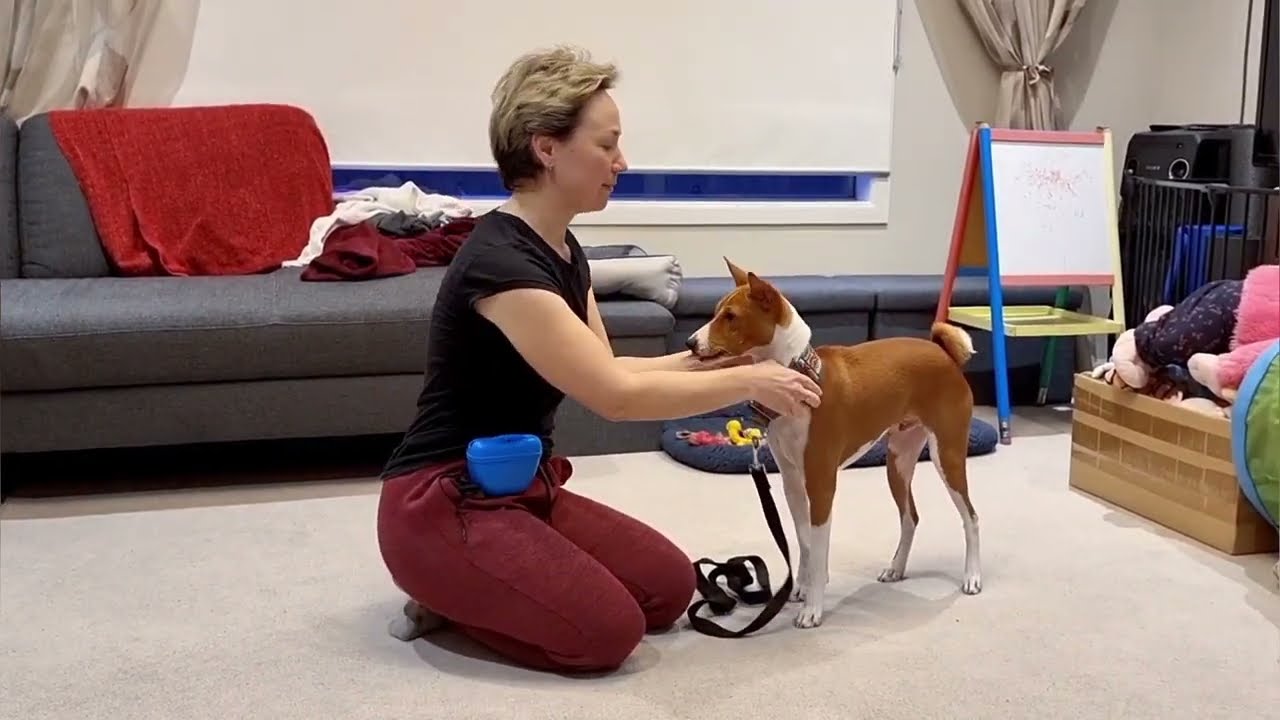 Basenji puppy training that paid off - 01: collar association - YouTube
