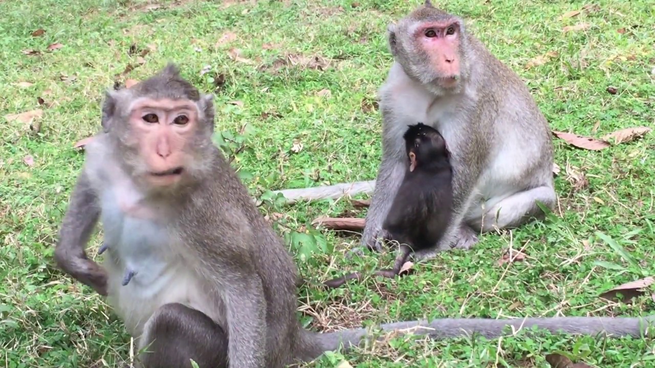 Family Monkey. Baby Monkey So Lovely With Momy And Daddy Monkey - YouTube