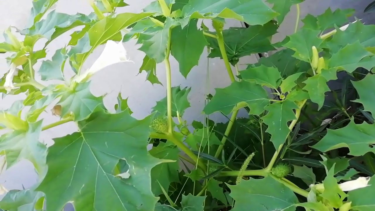 KACHUBONG plant( datura stramonium) - YouTube