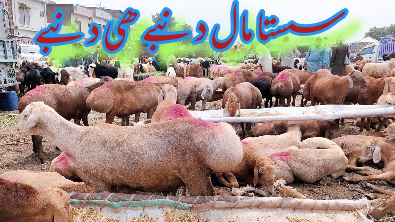 Sasta mall || Dumbe he dumbe||Mandi Saj Gaye||Qurbani 2022 ka Niya Mall ...