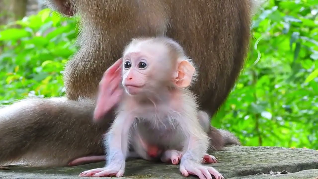 Oh My God! What happened BB?, Cute BB, It's so lovely Likely. TL ...