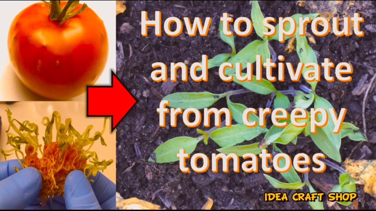How to sprout and cultivate from creepy tomatoes (Creepy 토마토로부터 새싹틔우기 및 ...