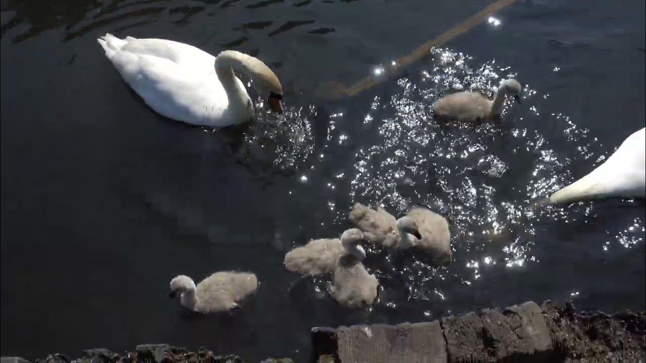 167 4&6Jun23 -(4K)- Three-week-old Cygnets - YouTube