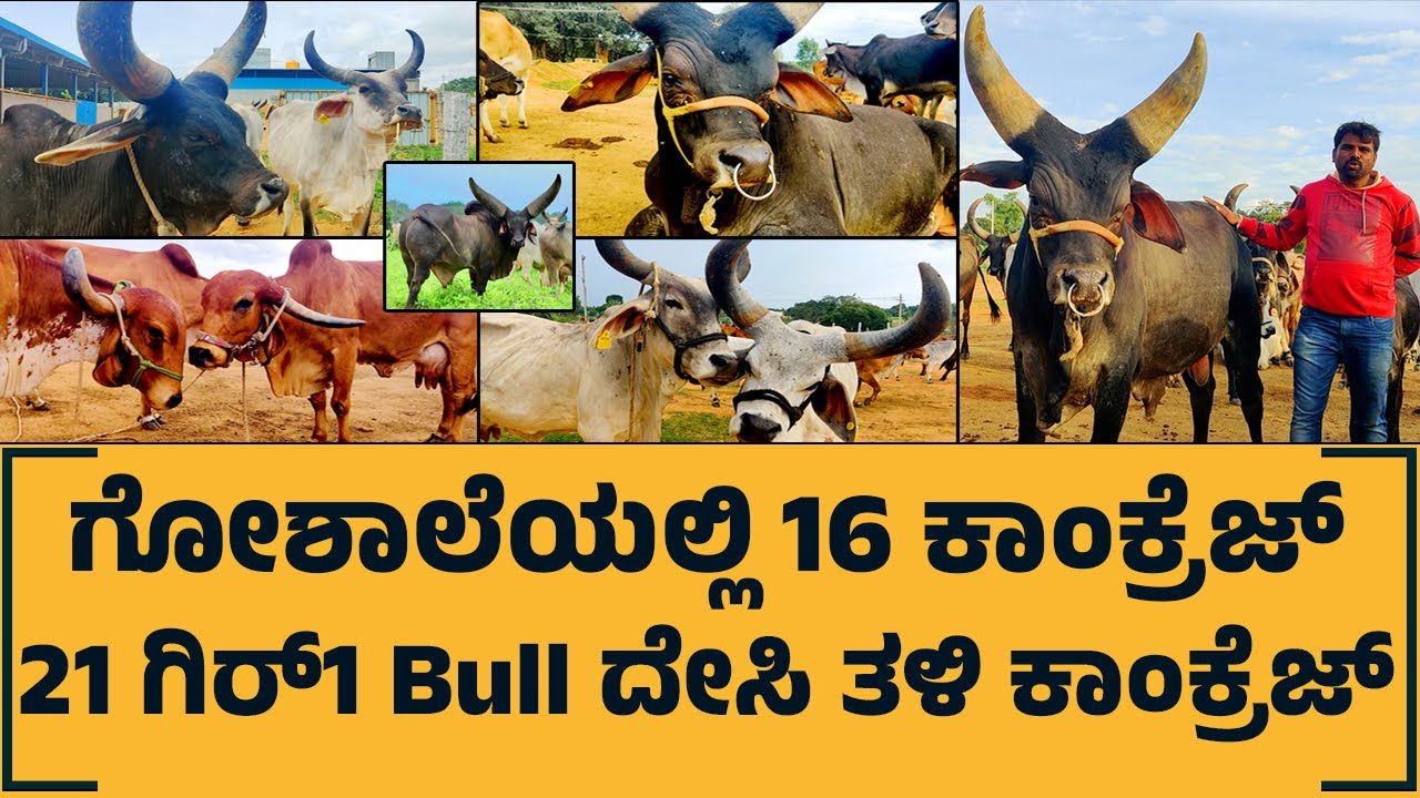 Kankrej Cow Farm | Kankrej cow Breed kannada | gyr cow | ಕಾಂಕ್ರೇಜ್ ಹಸು ...
