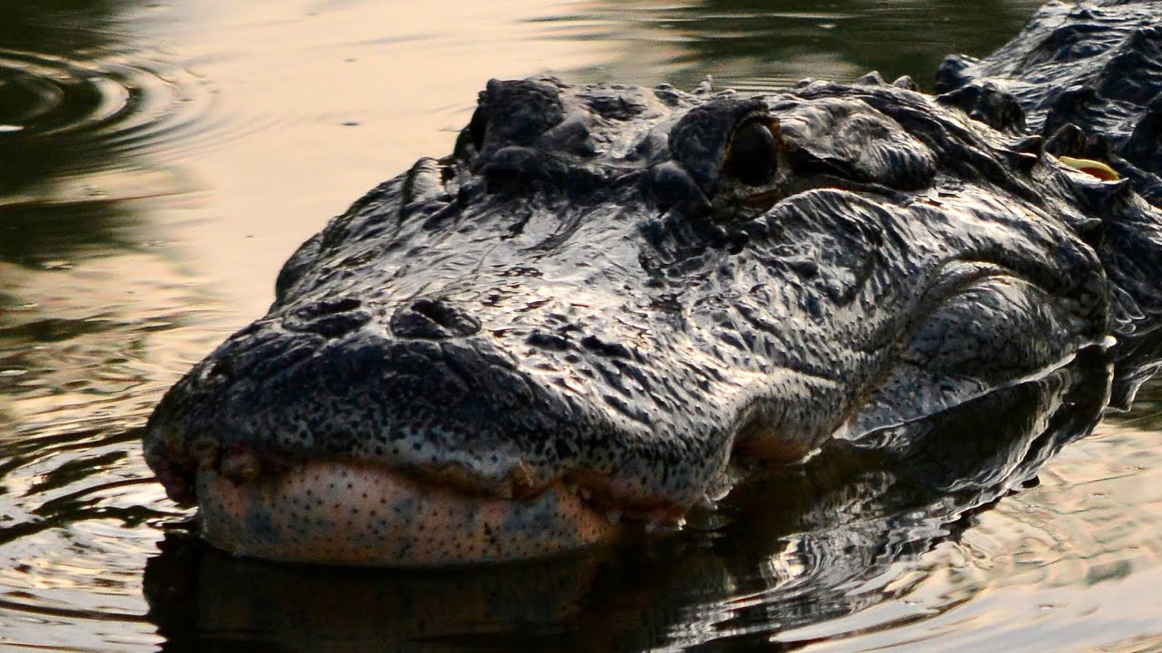 Jaws!!! 😨😳😮 Swimming With Dangerous Crocs 🐊 Florida Everglades - YouTube