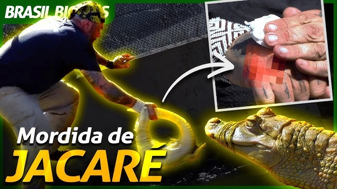 Jacare Vs Crocodilo Vs Jacare Vs Gavial Tiger Vs Alligator Images