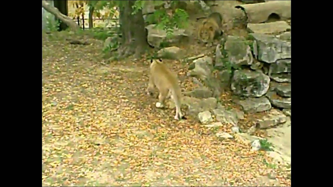 Mario and Luigi Go To The Zoo - YouTube