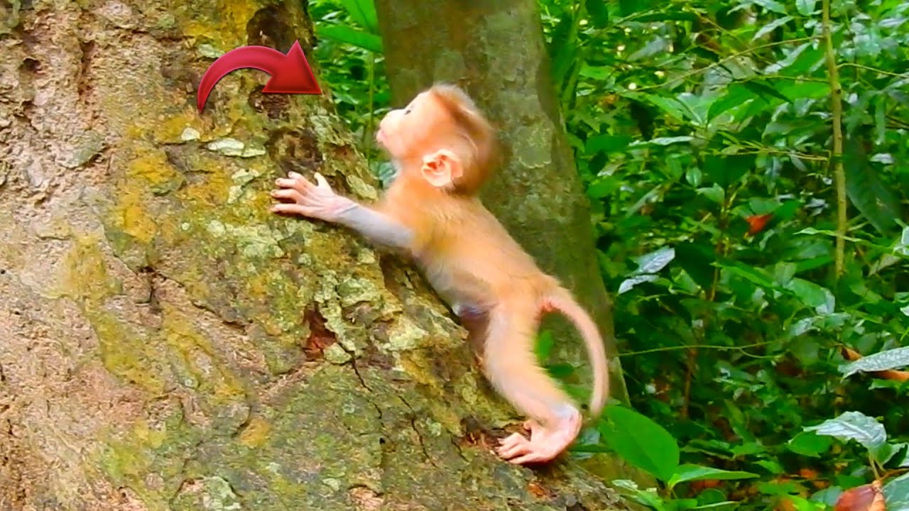 Can This Baby Monkey Climb The Tree? Lynx Perform His Best Climbing ...