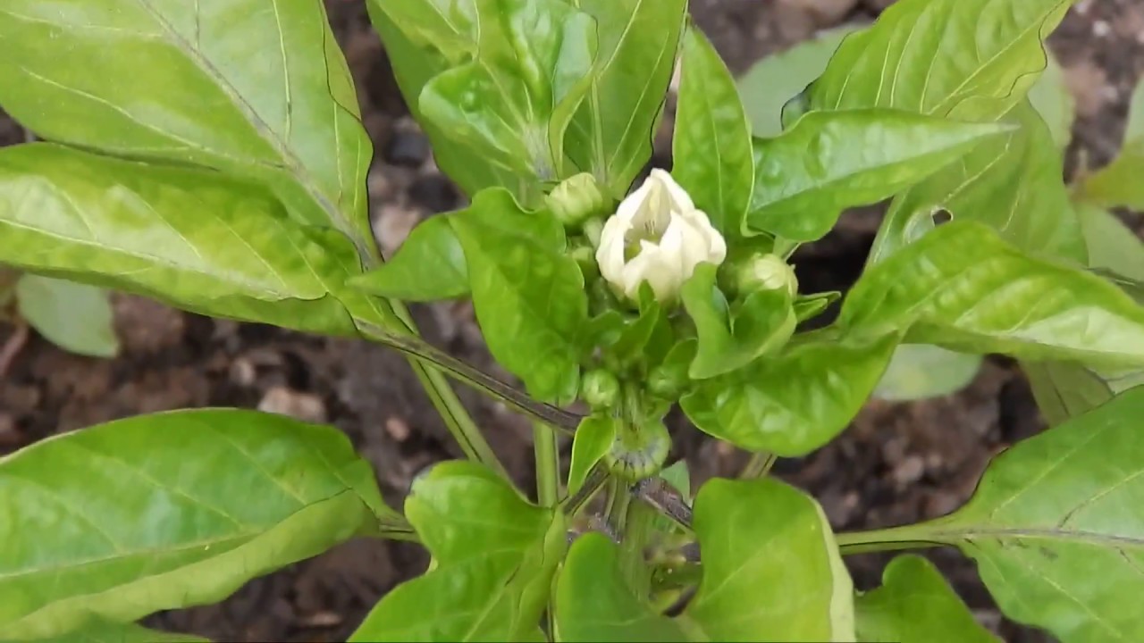 VEGETABLE: BELL-PEPPERS!!! bloom!!!GROW ONE TODAY!!! - YouTube