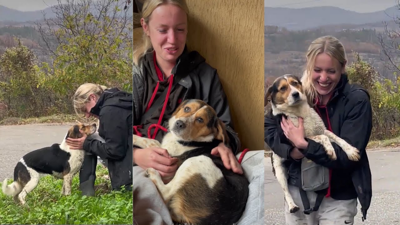 Scared And Afraid Dog Reunites With Best Friend 🐶 - YouTube