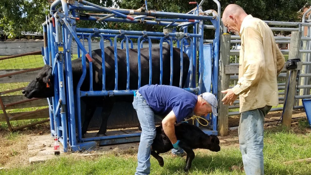 This little bull calf is a fighter. All he needs is a little boost ...