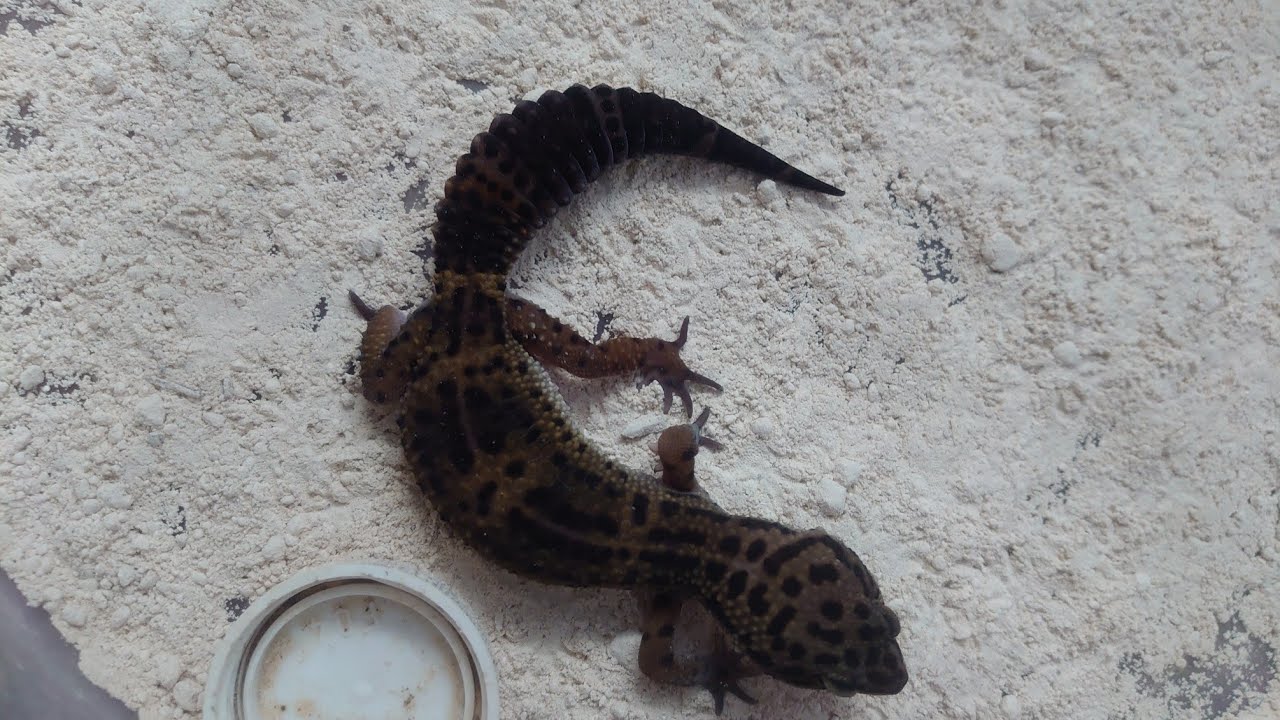Black Night leopard gecko color mutation in 91 days (approximately ...