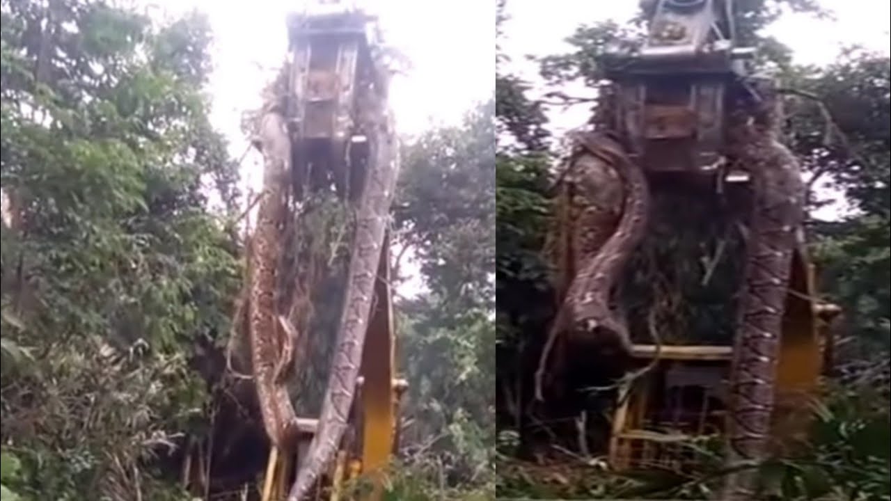 ethokke aanu perumpambu #news #malayalamnews #malayalam - YouTube