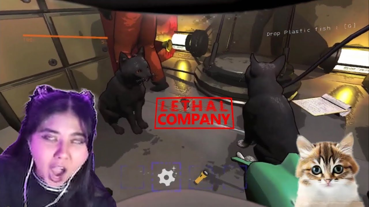 Lethal Cute Kitty Cat Company Clips - YouTube