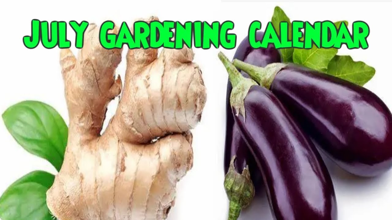 July Gardening calendar | Organic Gardening | Vegetable Gardening - YouTube