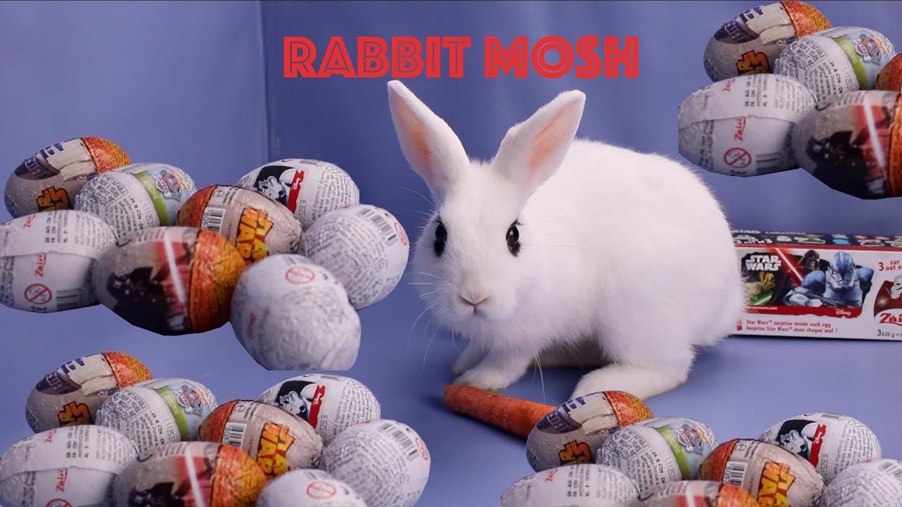 RABBIT MOSH OPENS SURPRISES /STAR WARS / PAW PATROL - YouTube