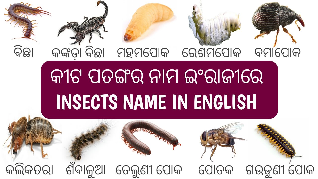 Insects Name in English and Odia || Insects Name in Odia with Pictures ...