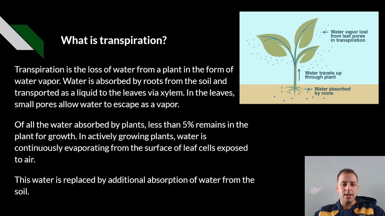 What is transpiration? - Presentation - YouTube