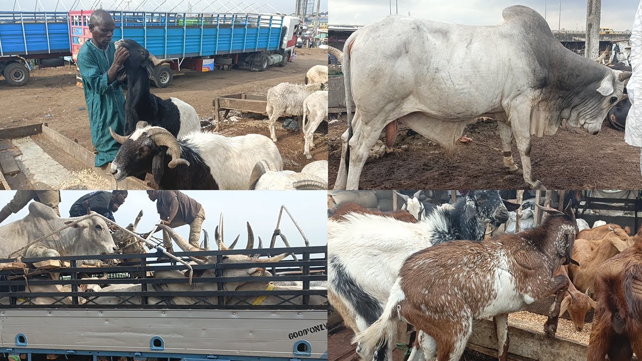 Latest Livestock Prices In Lagos Nigeria: Ileya 2025. Cost of Ram, Cow ...