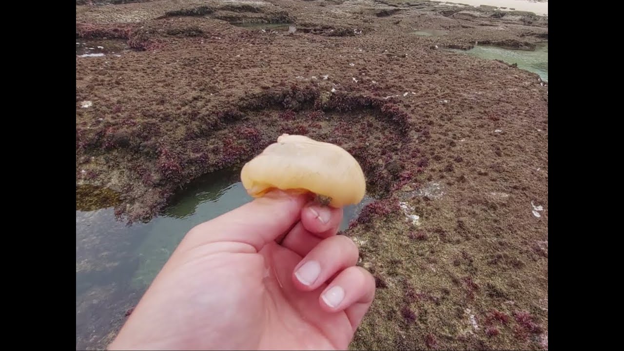 Red bait collection in seal territory. - YouTube