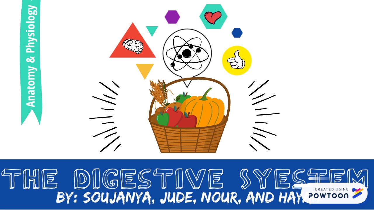 The Digestive System-Title - YouTube