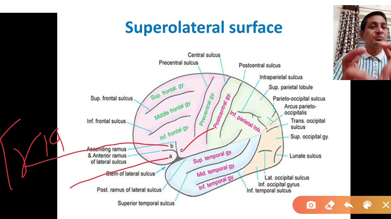 Cerebrum - superiolateral surface - YouTube