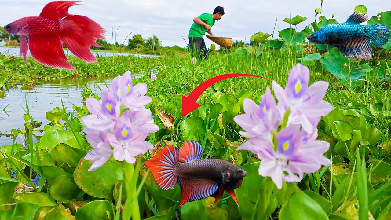 Young Man Catch Betta Fish A lot in Lotus Lake - YouTube