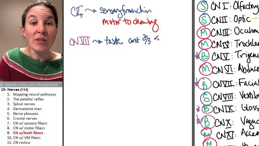 Cranial Nerve Sensory And Motor - Infoupdate.org