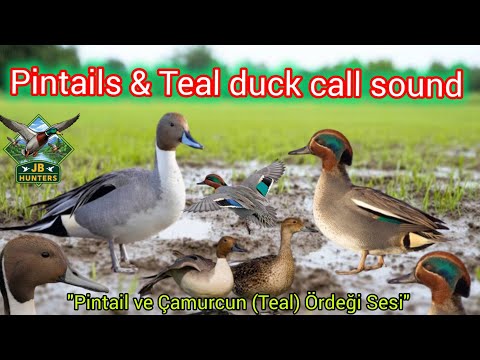 Pintails and Green Wing Teal duck call sound | Pintail ve Çamurcun (Teal) Ördeği Sesi | Clear Sound 