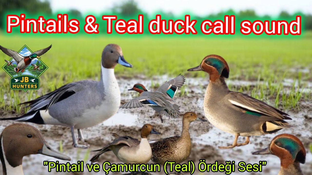 Pintails and Green Wing Teal duck call sound | Pintail ve Çamurcun ...