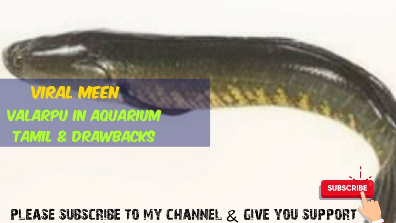 VIRAL MEEN VALARPU IN TAMIL FULL DETAILS & SETUP IN TAMIL - YouTube