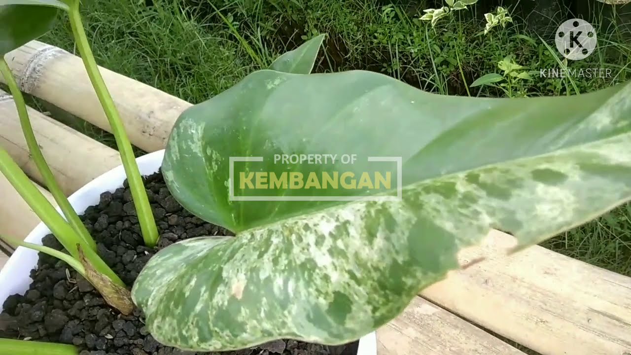 Harga Philodendron Marble Variegata terbaru 2021 - YouTube