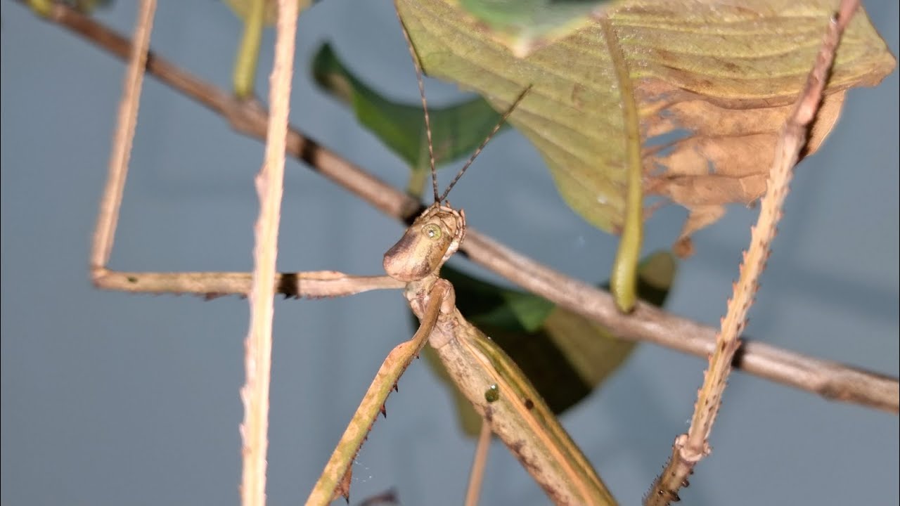 The Insect that Camouflage like a Twig - Featuring Various Stick ...
