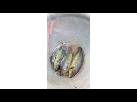 Masih dispot yg Kemaren Mancing Ikan Betok yg Montok.