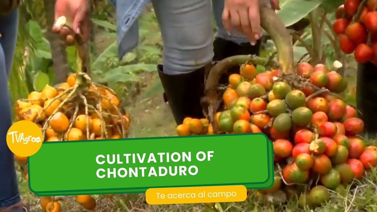 Cultivation of chontaduro - YouTube
