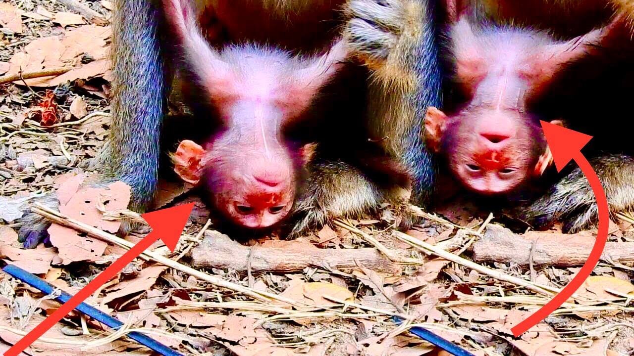 Very pity adorable baby monkey very weak. baby monkey very need milk ...