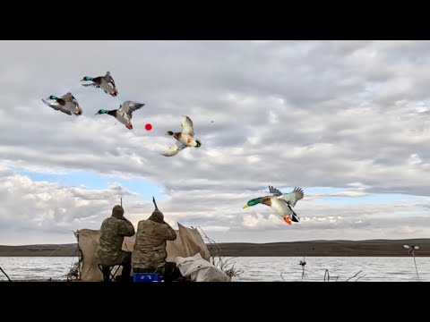 2025 ÖRDEK AVI -10 SHOTKAM ÇEKİMLERİ/(BOL ÖRDEKLİ MÜKEMMEL GÖRÜNTÜLER) /DUCK HUNT/охота на уток