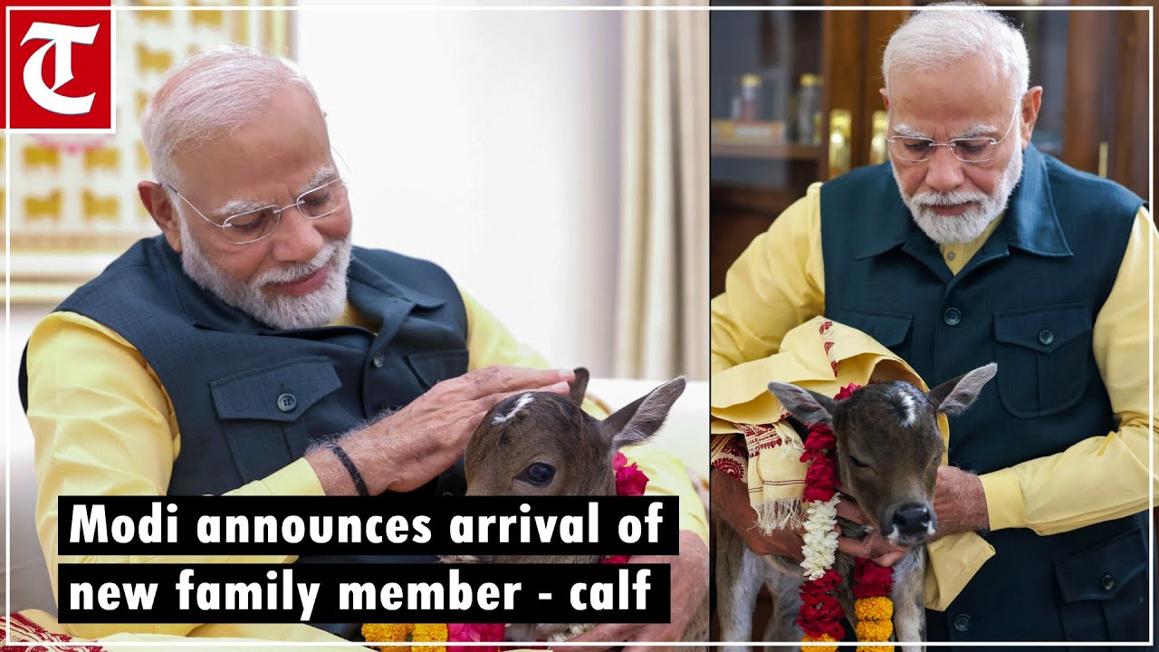 PM Modi announces arrival of new family member — a calf named ...
