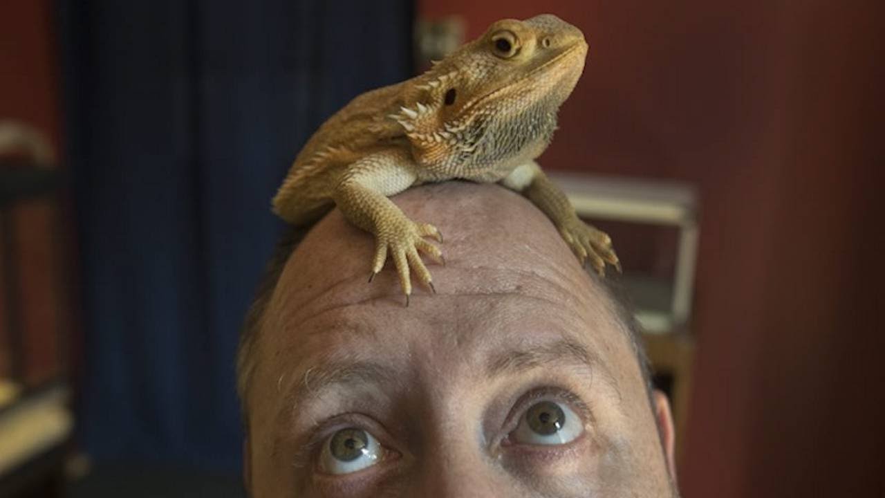 Reptile owners see benefits of having unusual pets - YouTube