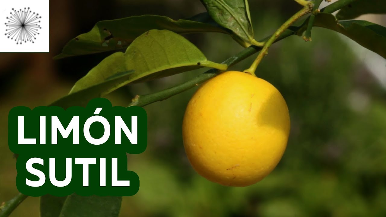 Cómo cultivar un Limón sutil y Frutillas en un contenedor - YouTube