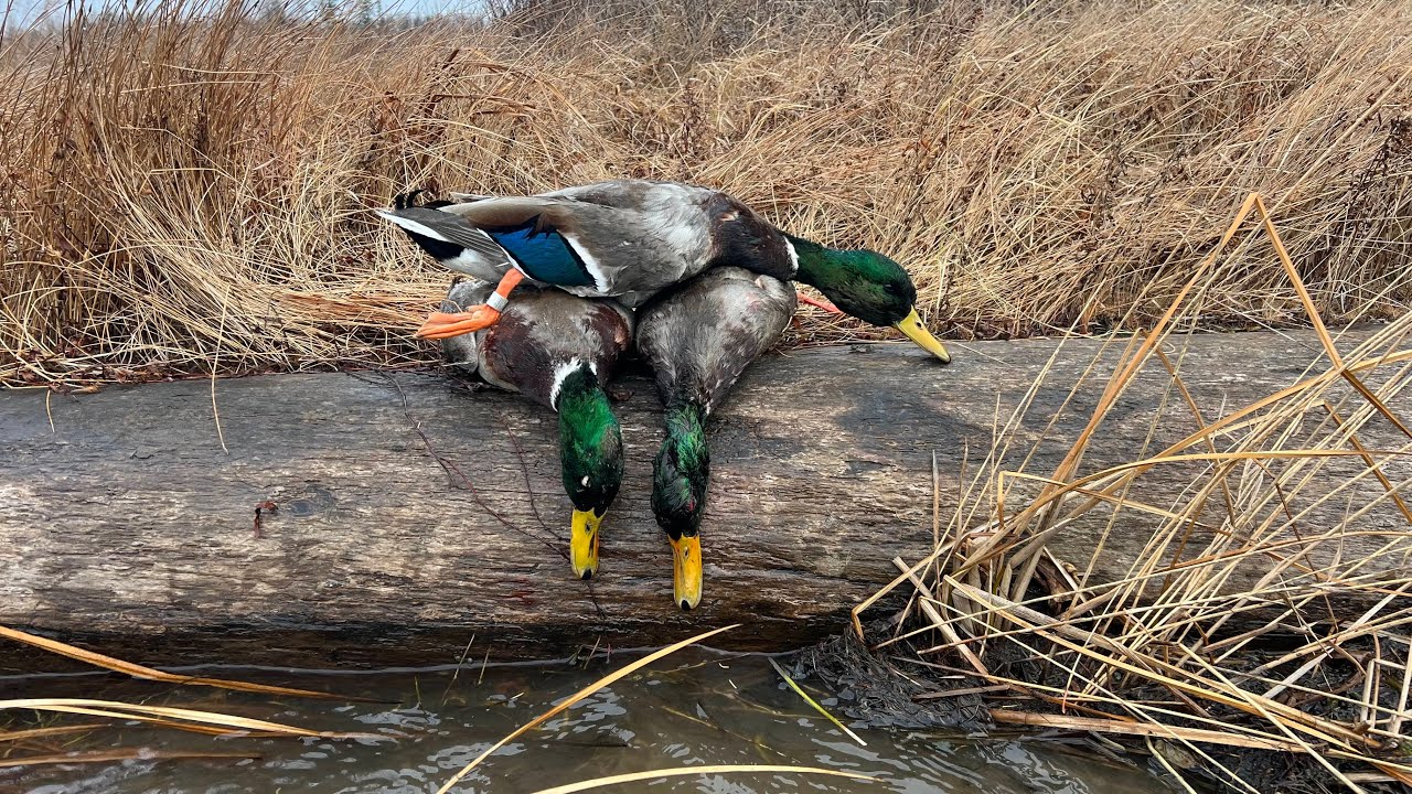 Banded Mallard - Maine Duck Hunting - YouTube