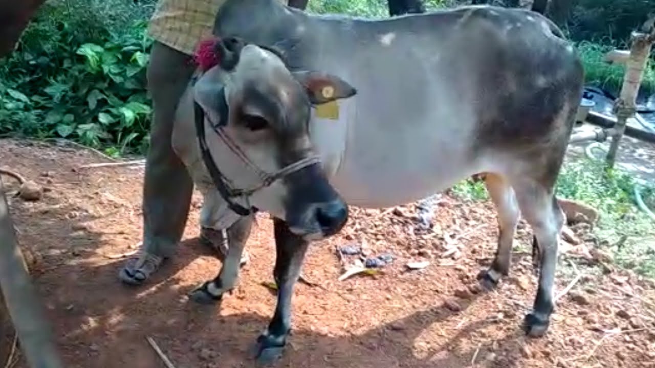 PUNGANUR COW - YouTube