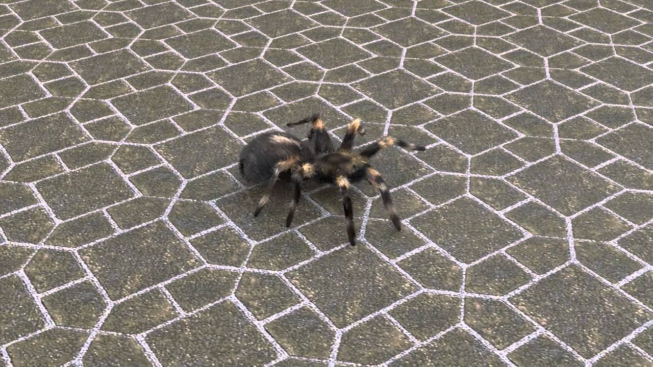 Spider walk - YouTube