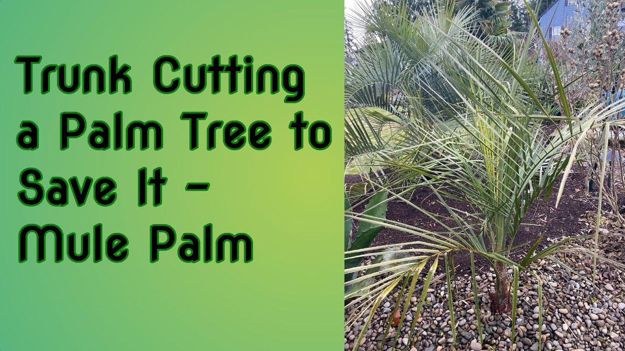 Trunk Cutting a Palm Tree - YouTube