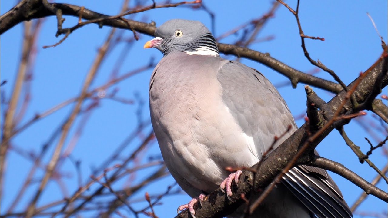 Common Wood Pigeon Calling 4K - YouTube